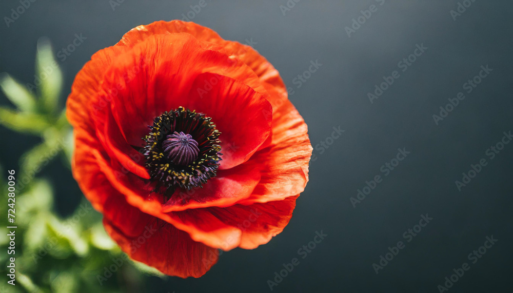 red poppy flower on a solemn background, symbolizing Remembrance Day ...