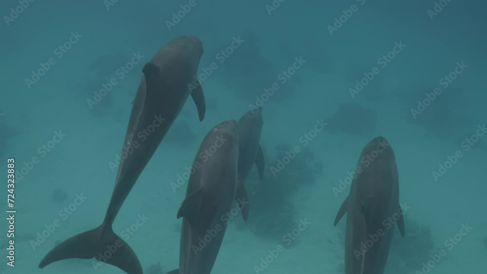 Underwater bottlenose dolphins pod swimming in red sea. Wildlife marine ...