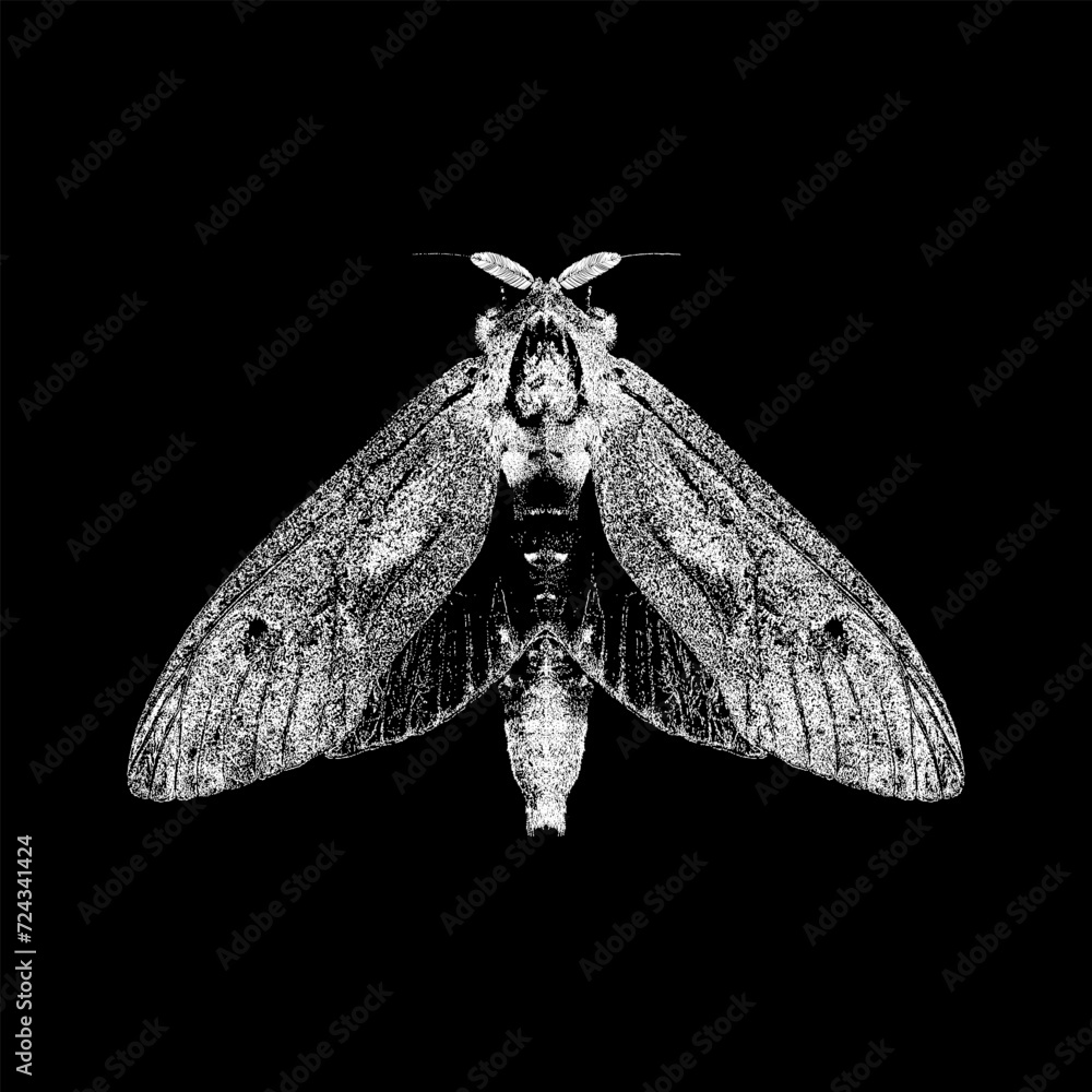 Giant Wood Moth hand drawing vector isolated on black background. Stock ...