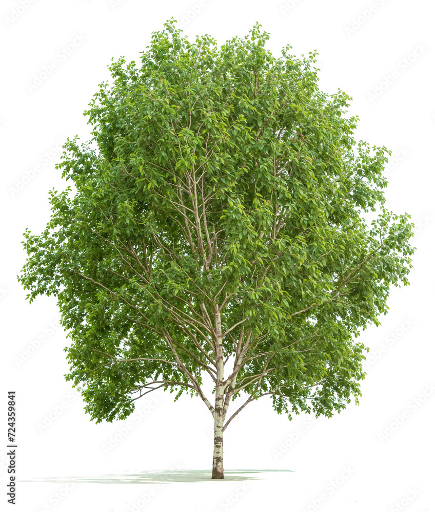 Poplar Tree PNG transparent file Stock Illustration | Adobe Stock