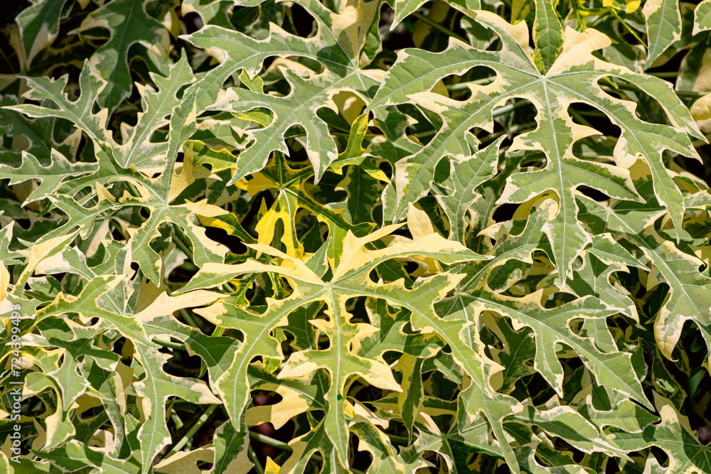 Variegated leaves of Chaya or Japanese papaya plant (Cnidoscolus ...