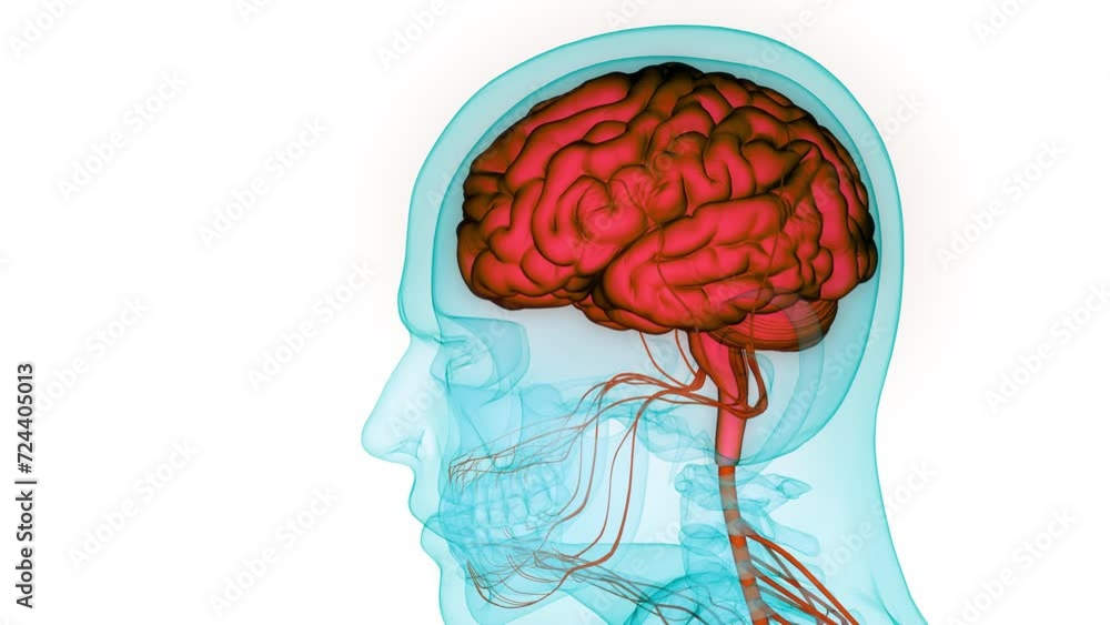 Central Organ of Human Nervous System Brain Anatomy Animation Concept ...