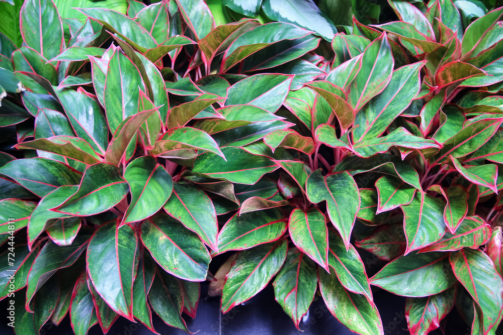 Aglaonema or Chinese Evergreen field colorful green red plant flower ...