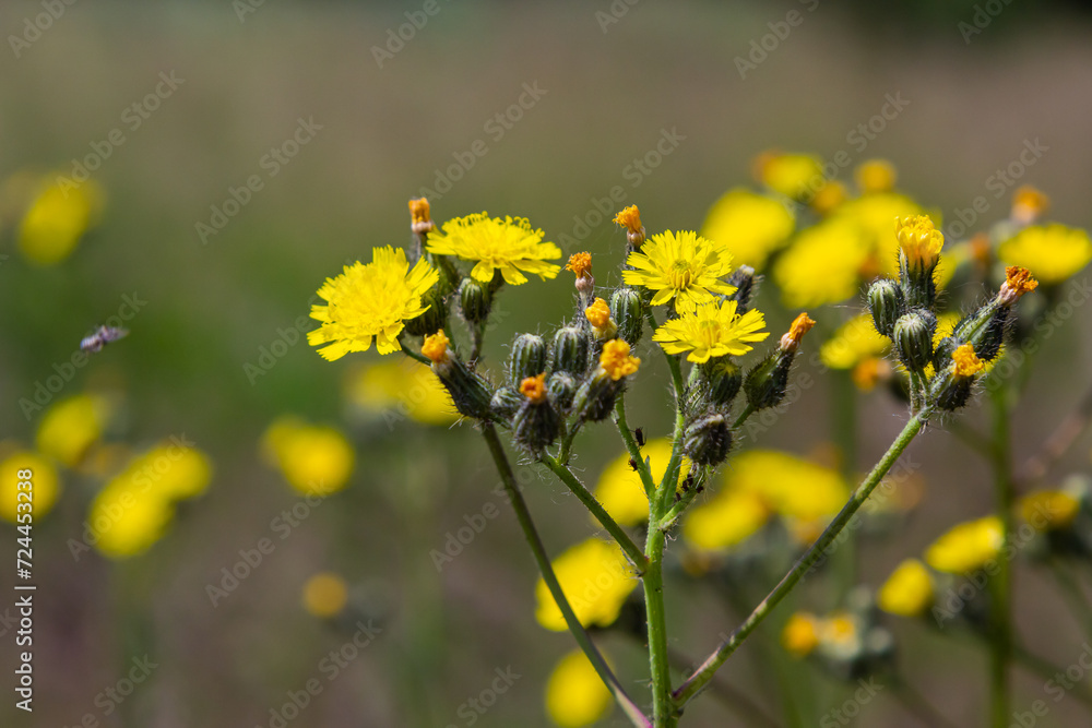 Bright yellow Pilosella caespitosa or Meadow Hawkweed flower, close up ...