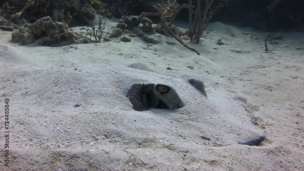 Cute stingray burrowed into underwater sand of bottom of Caribbean Sea ...