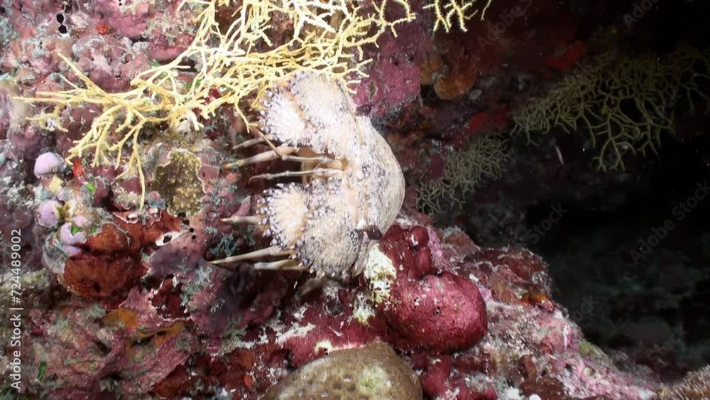 Poisonous warthog fish dangerous on coral close-up water underwater in ...