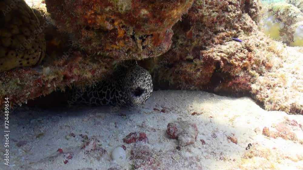 Moray eel on seabed under coral preys underwater in Maldives. Only ...