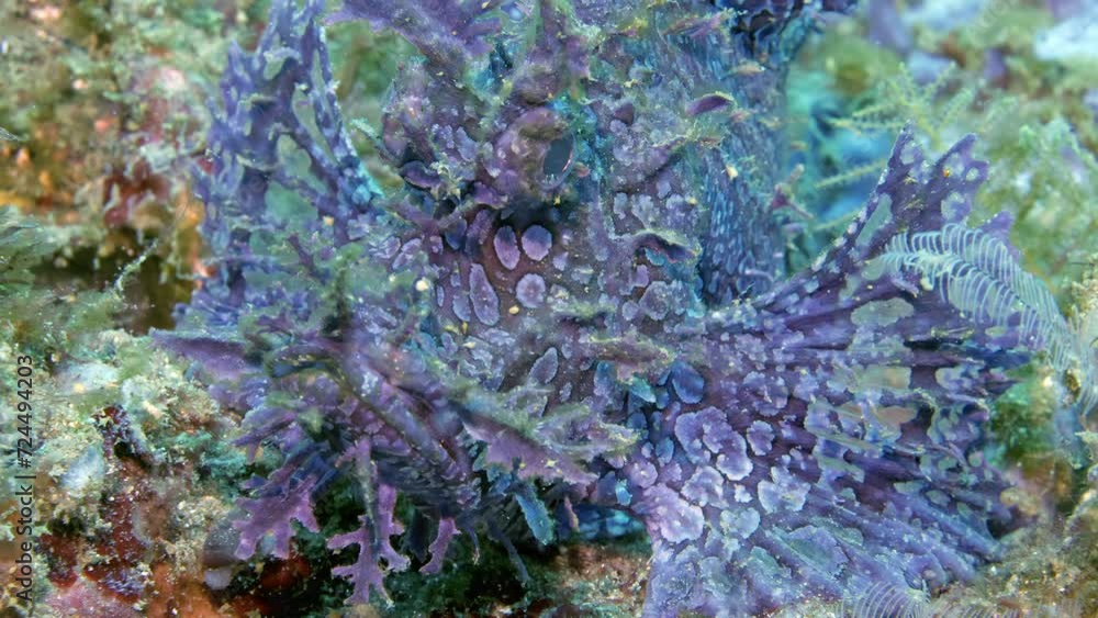 Scorpionfish is type of predatory fish found in ocean. Beautiful and ...
