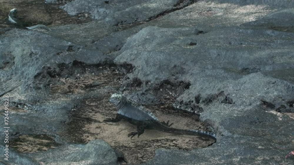 Sea lizard in small hole in water on rocky beach shore. Intriguing ...