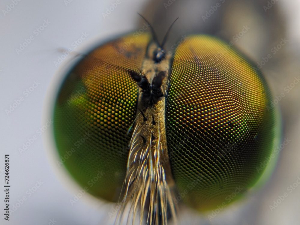 Extreme macro of neoitamus eyes insect with blurred on background. Also ...