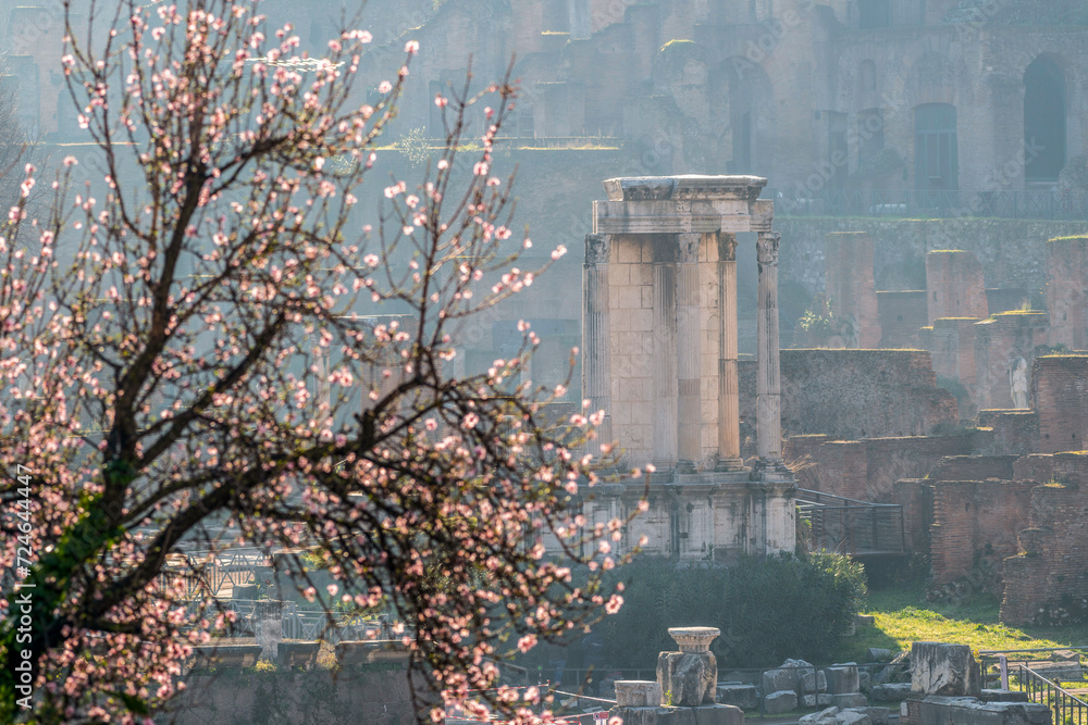 Arbre en fleurs dans le Forum Romain à Rome Stock Photo | Adobe Stock