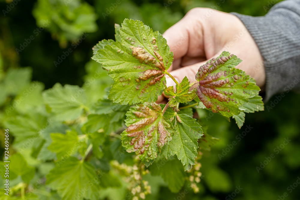 A hand holds red currant leaves infected with anthracnose fungus ...