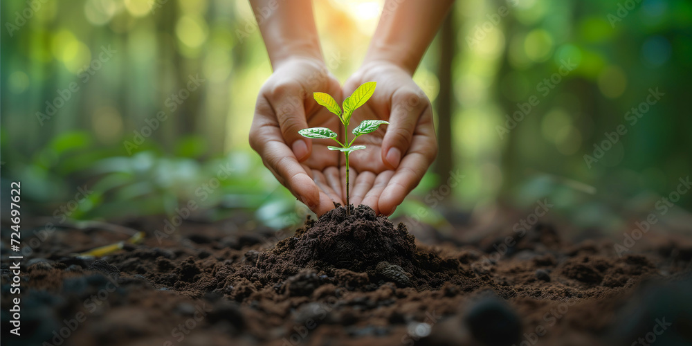 Environment Earth Day : Hands holding trees growing seedlings. Bokeh ...