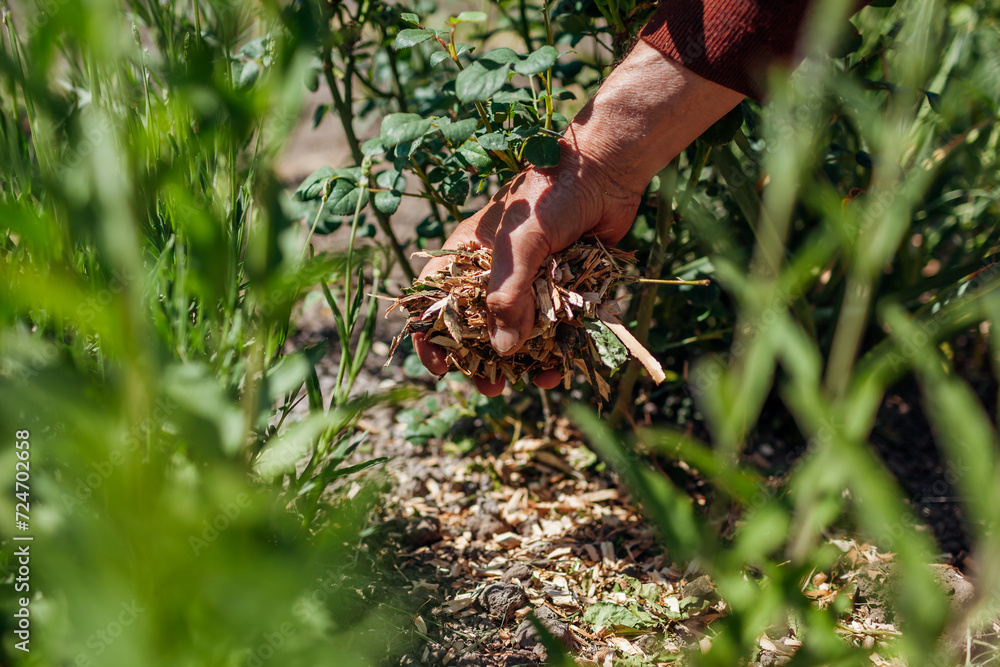 Gardener mulching summer garden with shredded wood mulch. Man puts ...