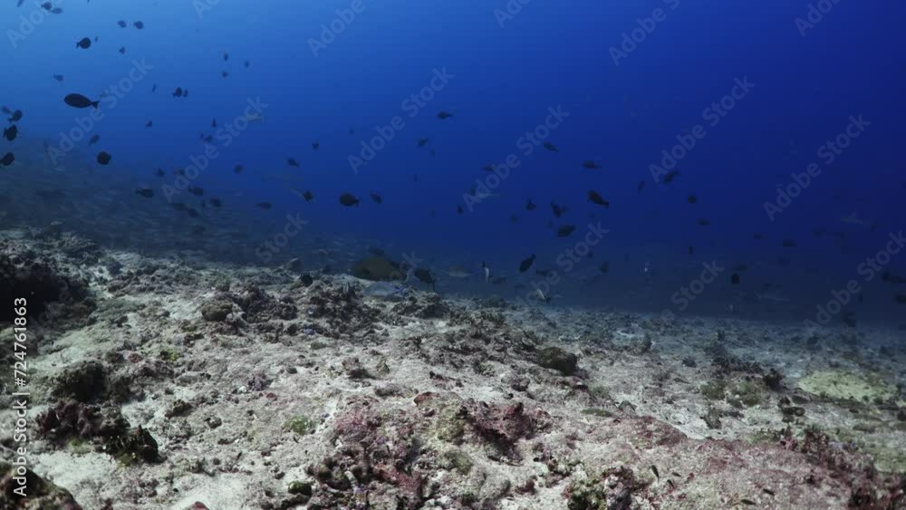 Vidéo Stock Shoal of Google-Eye and Humpback Red Snappers with Grey ...