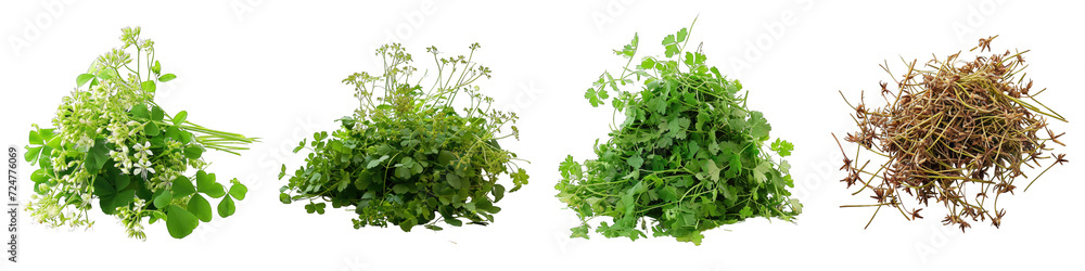 Meadow Rue Flower Pile Of Heap Of Piled Up Together Hyperrealistic ...