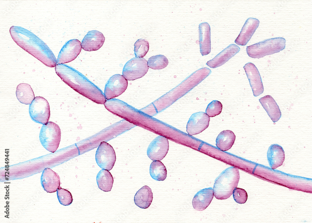 Microscopic fungi Trichosporon, hand-drawn watercolor illustration ...