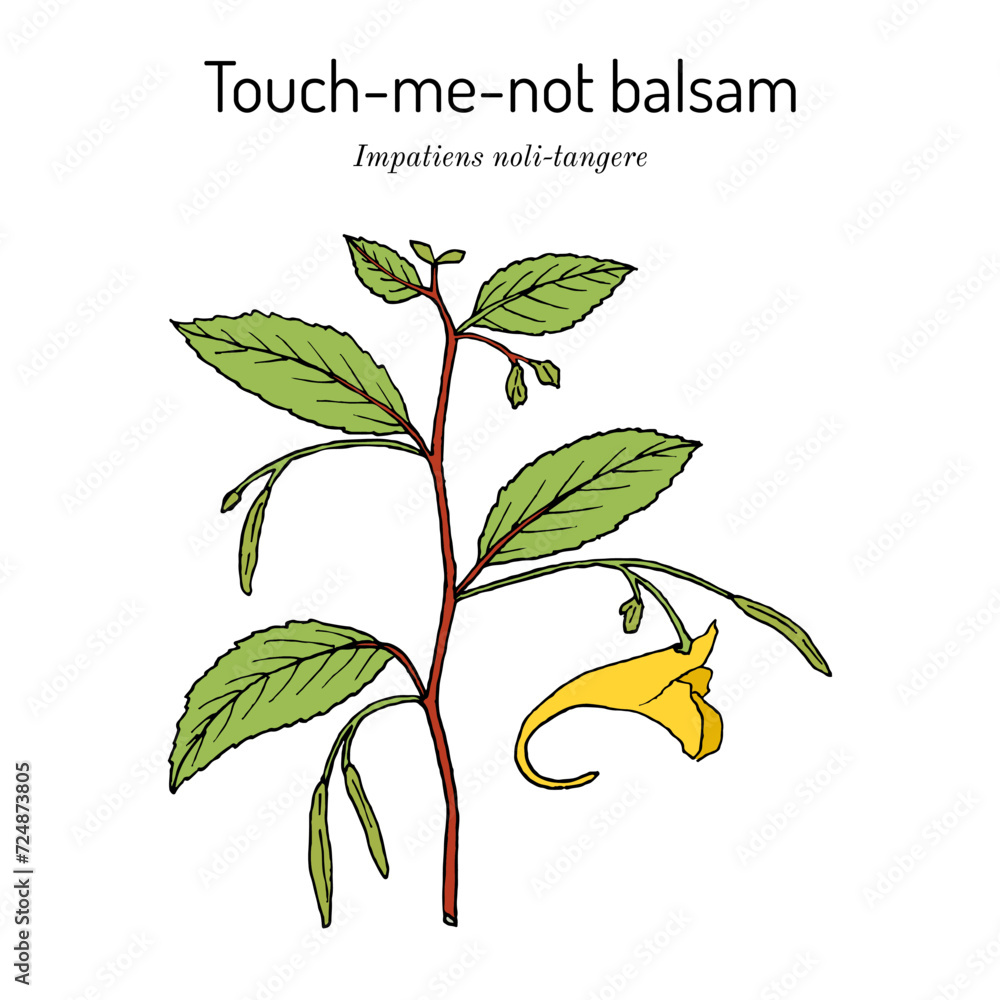 Touch-me-not balsam (Impatiens noli-tangere), medicinal plant Stock ...