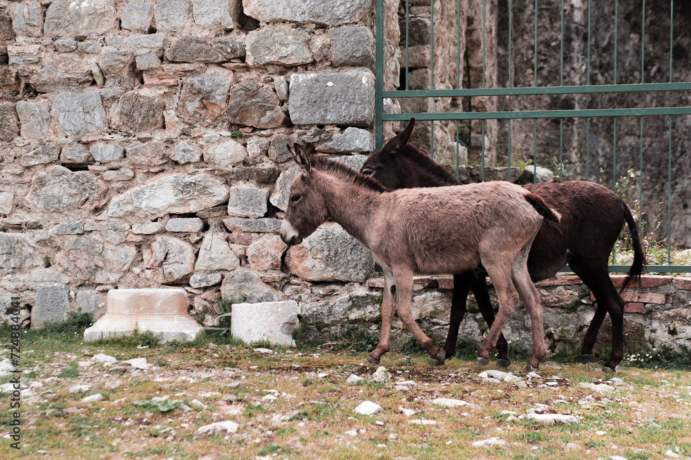 pair of wild donkeys by the stone walls of ancient ruins open air ...