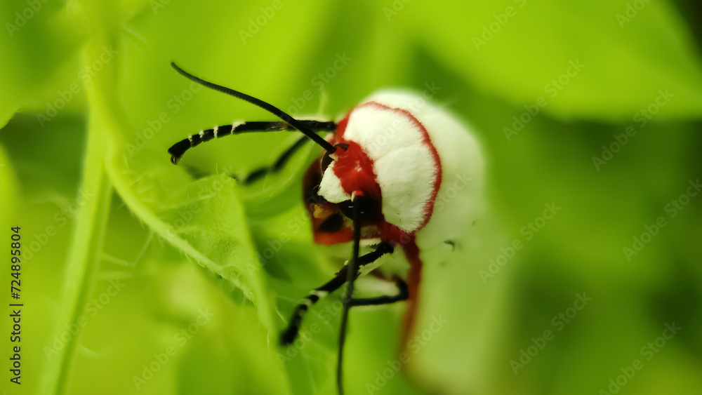Aloa lactinea, also known as the red costate tiger moth, is a moth in ...