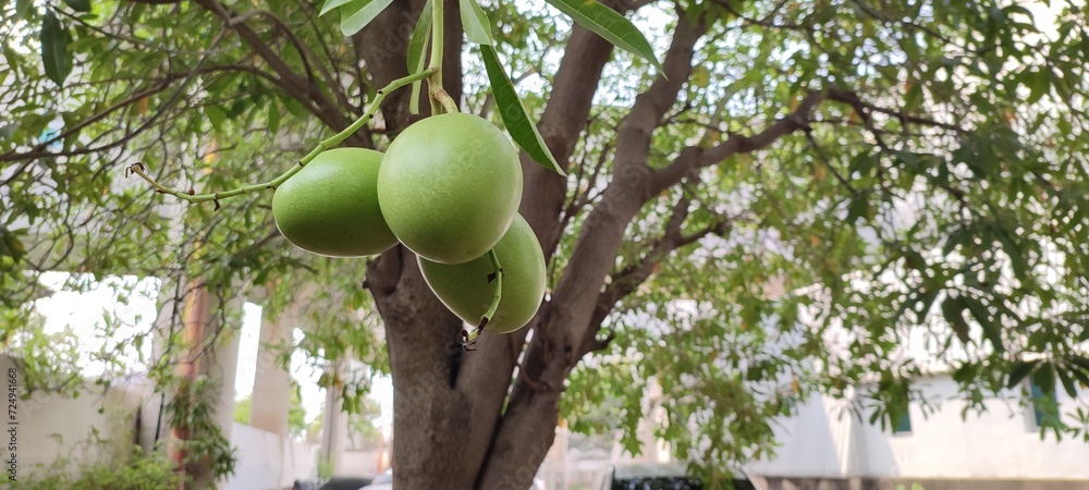 Cerbera odollam trees bearing ripe fruits stand tall in a vibrant ...