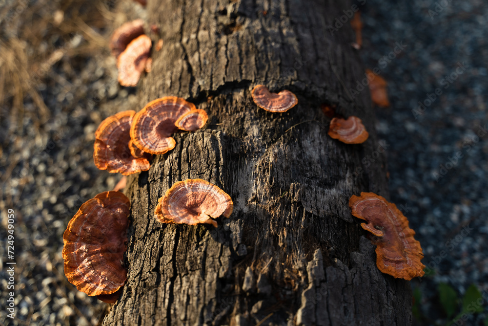 Wood mushrooms grow on dead trees, Pycnoporus sanguineus is an orange ...