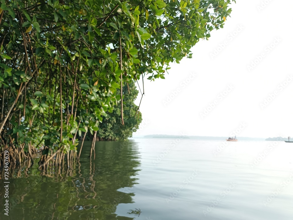 Rhizophora stylosa, the spotted mangrove, red mangrove, small stilted ...