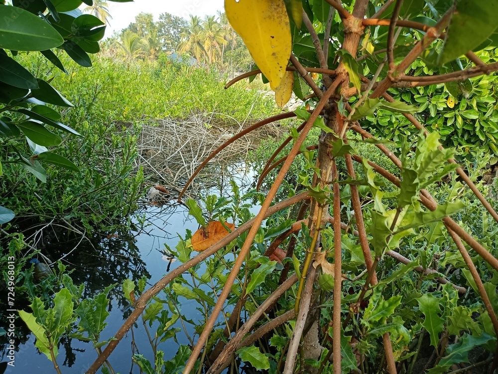 Rhizophora stylosa, the spotted mangrove, red mangrove, small stilted ...