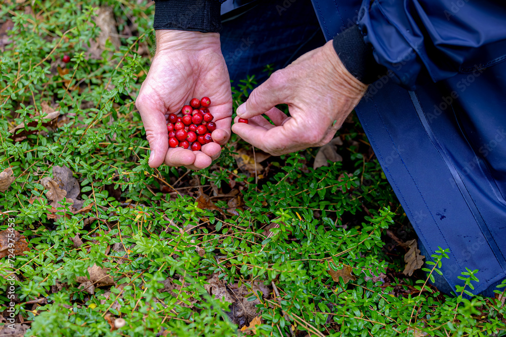 Foto de Wild cranberry picking in forest, Selective focus of a hand ...
