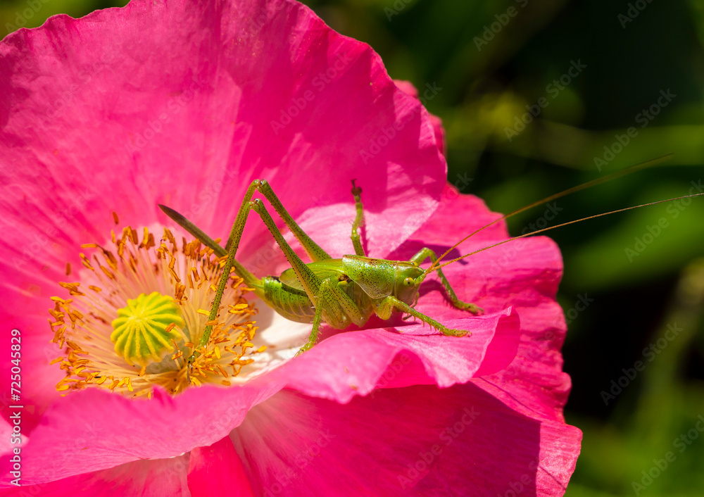 Green grasshopper, common grasshopper, Tettigonia viridissima on a ...