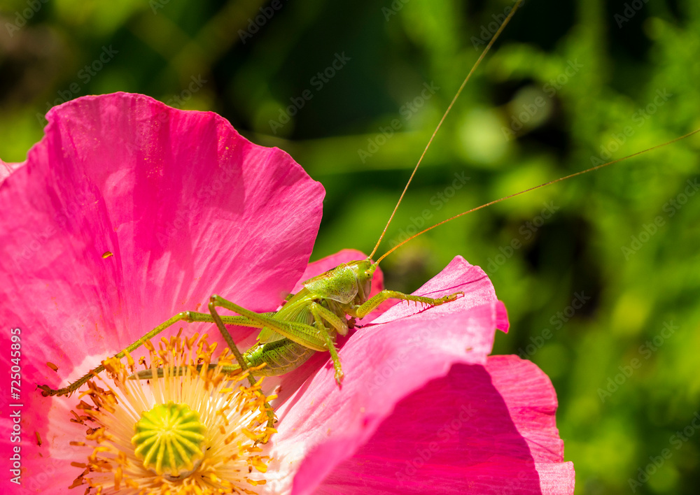 Green grasshopper, common grasshopper, Tettigonia viridissima on a ...