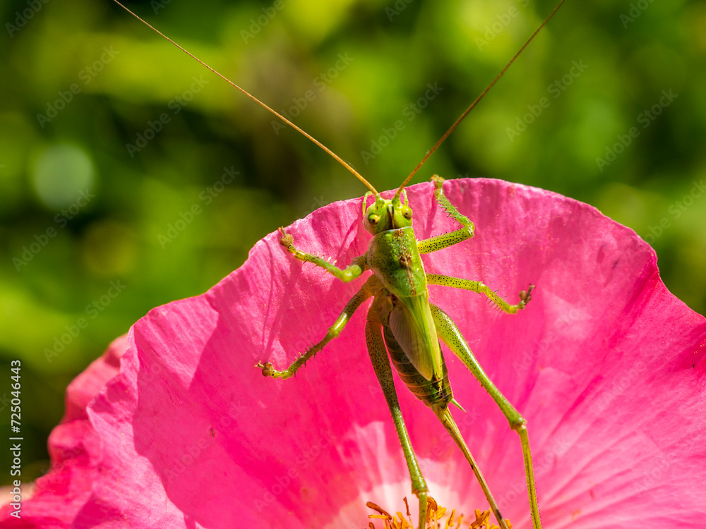 Green grasshopper, common grasshopper, Tettigonia viridissima on a ...