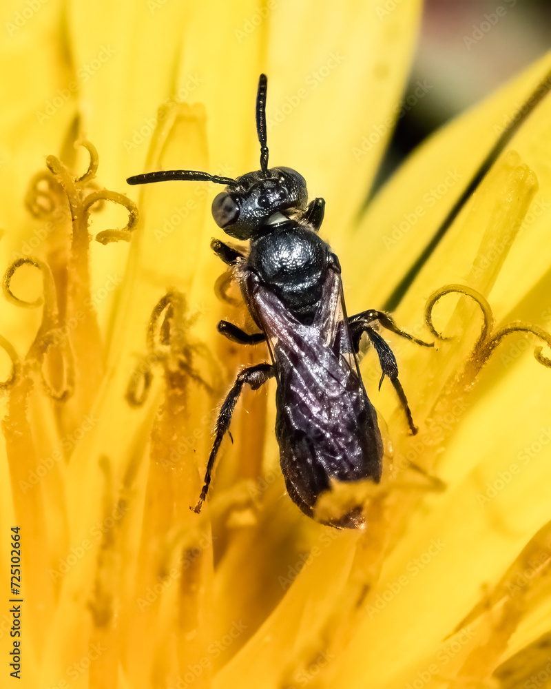 Posterior view of a tiny metallic Small Carpenter Ceratina Bee ...