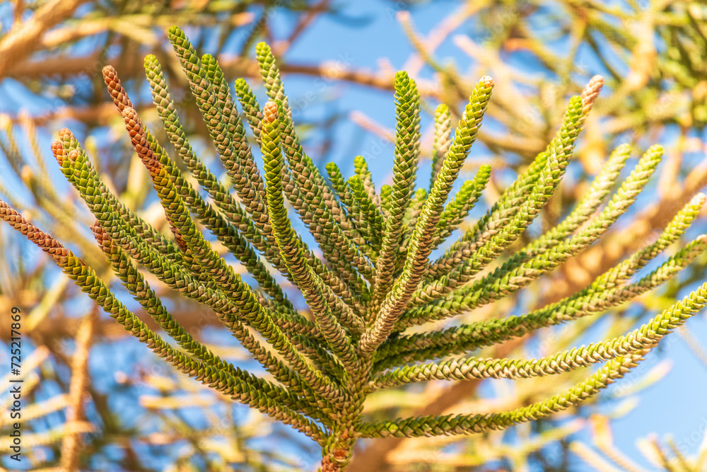 Needles of evergreen tree Araucaria araucana,commonly called the Monkey ...