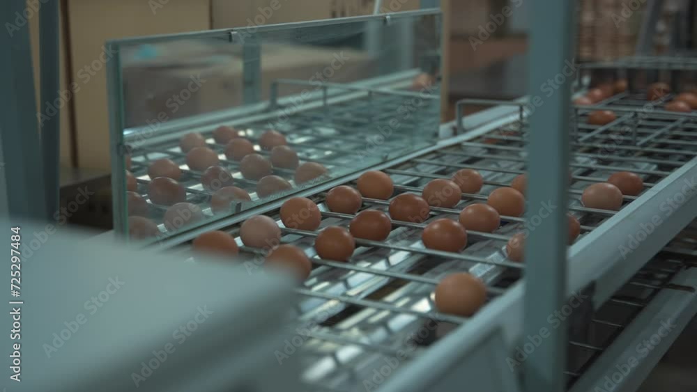 Vidéo Stock Lots of brown chicken eggs moving on the automated conveyor ...