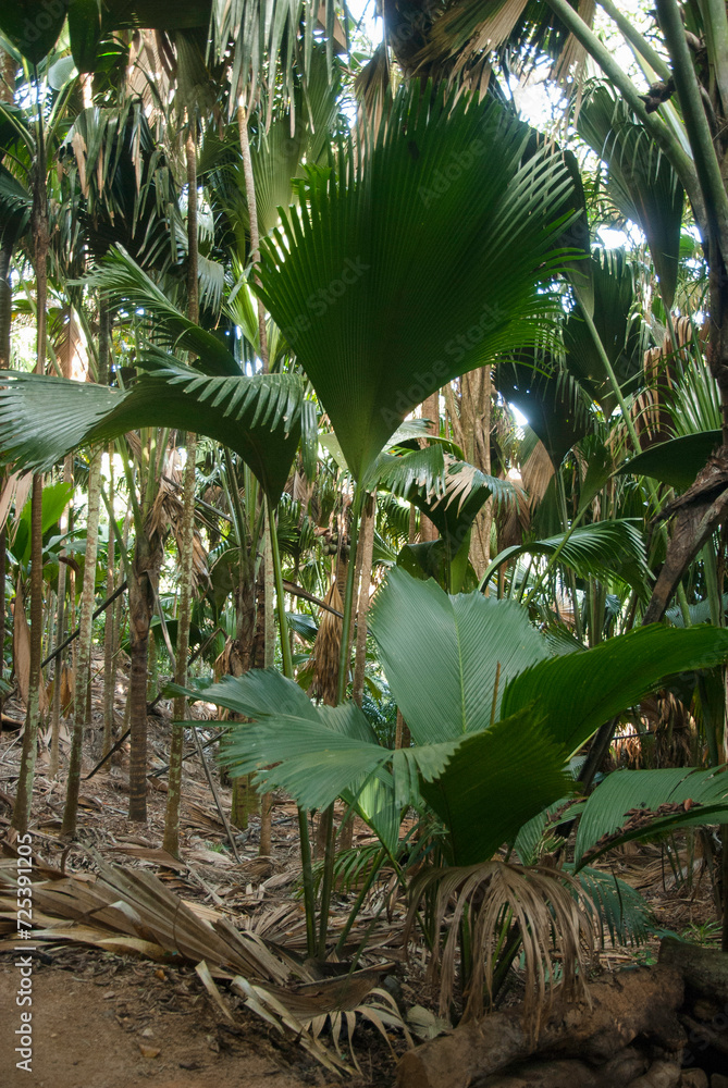 coco de mer, Lodoicea maldivica, vallée de Mai, ile de Praslin, .Parc ...