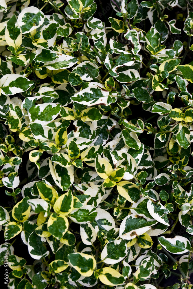 Euonymus japonicus , commonly called silver king, is a bushy oval ...