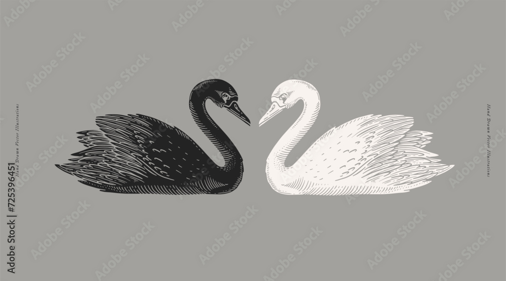 White And Black Swan Wild Waterfowl On A Gray Background Two Graceful