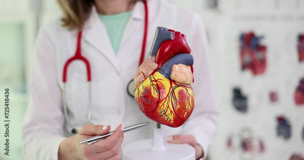 Cardiologist doctor shows anatomy of heart and blood vessels. diagnosis ...