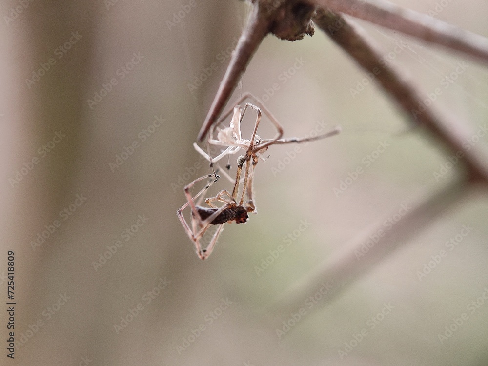 spider, insect, macro, nature, web, animal, bug, closeup, arachnid ...