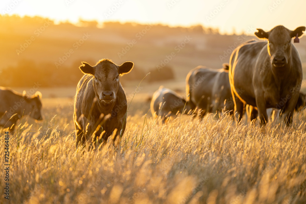 beautiful cattle in Australia eating grass, grazing on pasture. Herd of ...