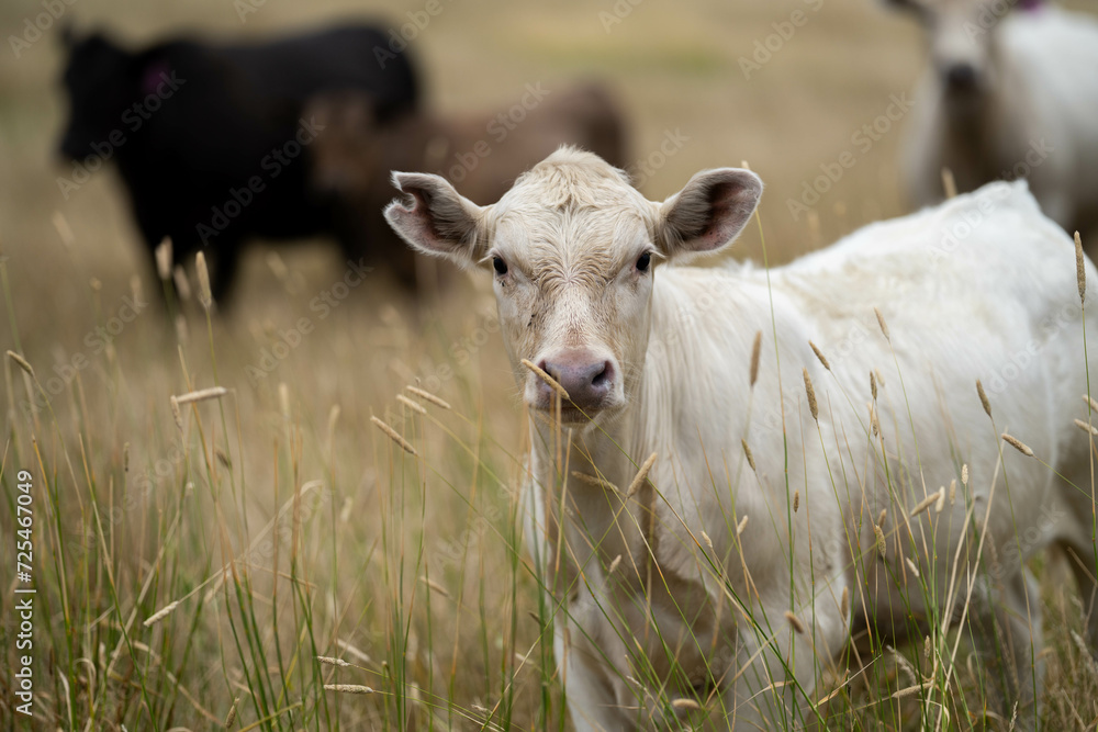 beautiful cattle in Australia eating grass, grazing on pasture. Herd of ...