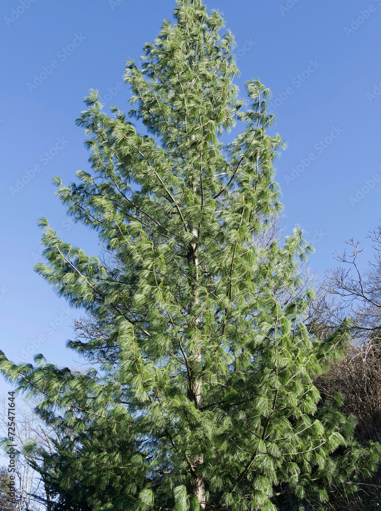 (Pinus wallichiana) Bhutan pine. Pyramidal crown. Dark grey and smooth ...