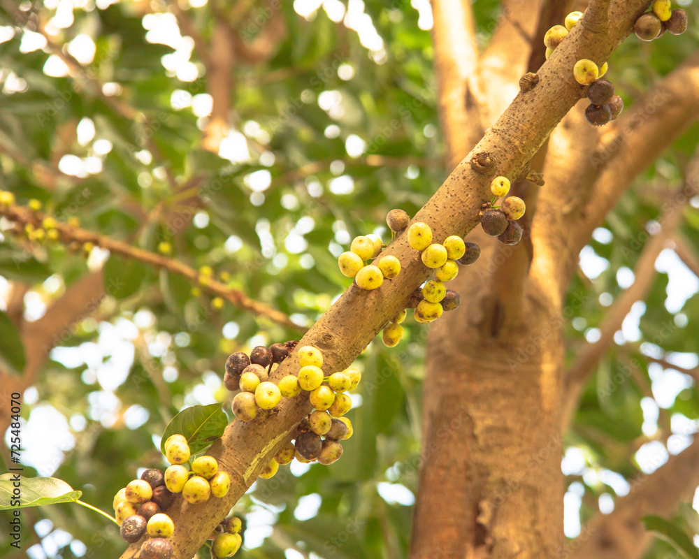 Large cluster of ripen and green heirloom Asian cluster fig or Ficus ...