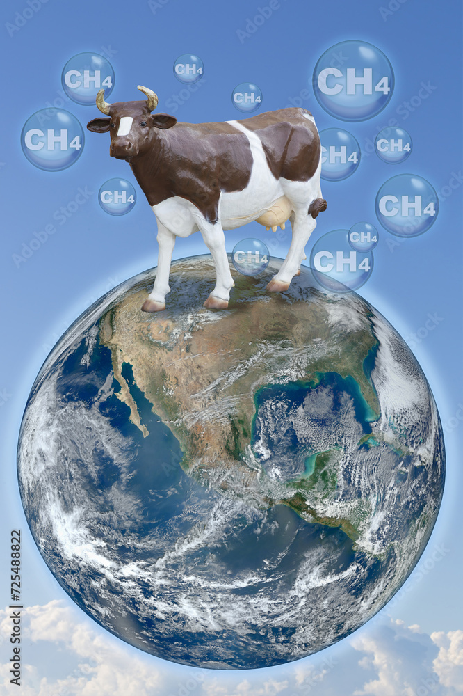 Cow farms produce methane gas which is released into the atmosphere ...