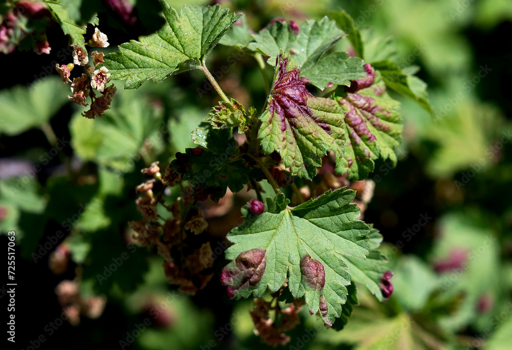 Leaf of red currant bush infected with pests - gallic aphid ...