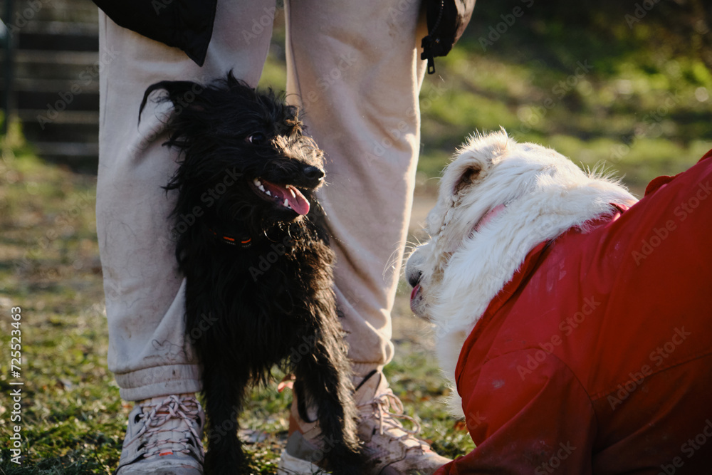 Two funny dogs outside have fun playing together standing next to the ...