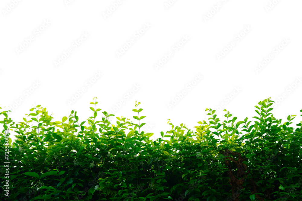 leaf tips on a white background Free space for use (Emphasis on ...