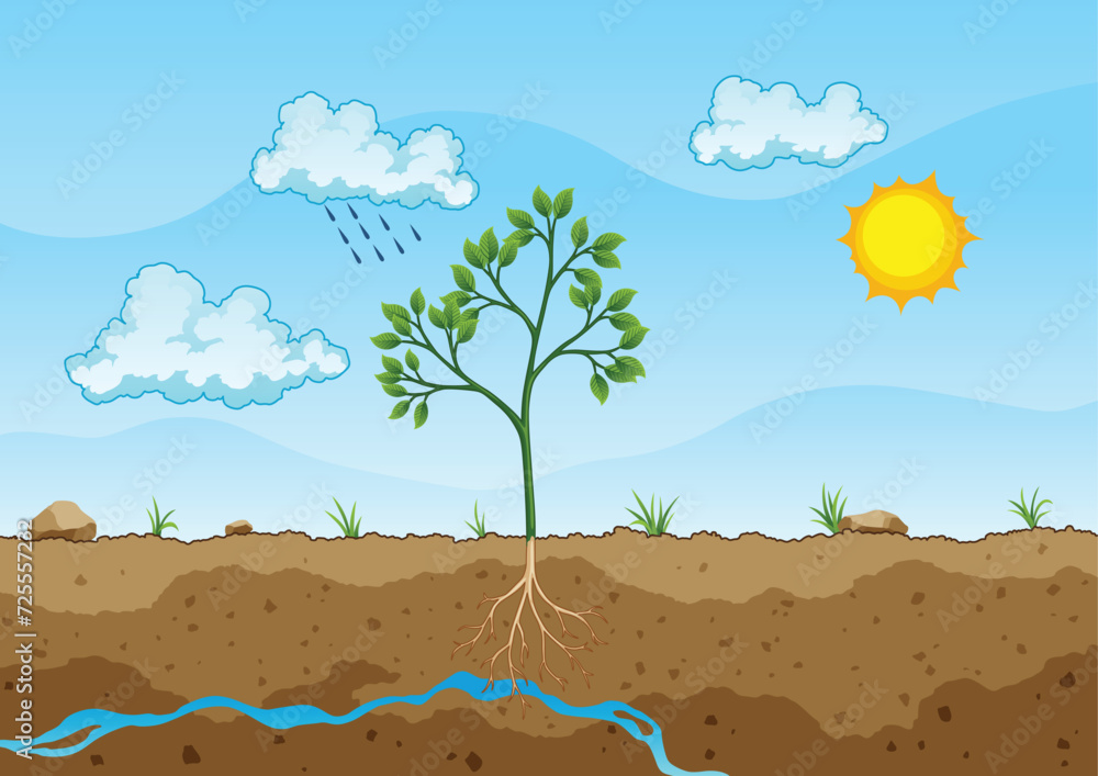 Photosynthesis process. Tree produce oxygen using rain and sun. Diagram ...