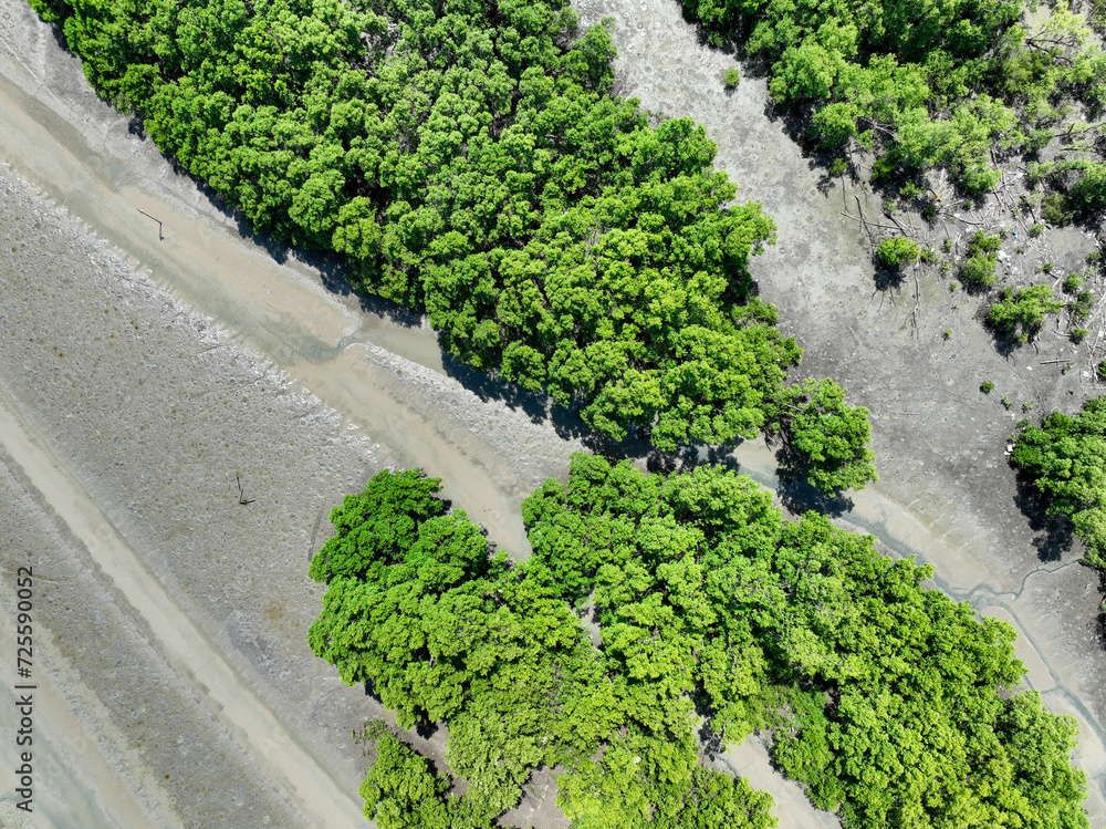 Green mangrove forest with morning sunlight. Mangrove ecosystem ...